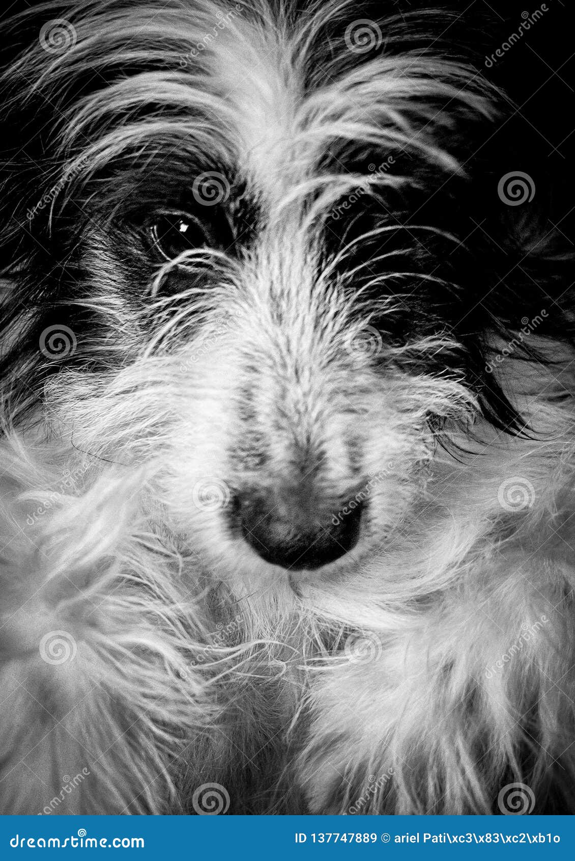 Dog in black and white stock image. Image of dogs, black - 137747889