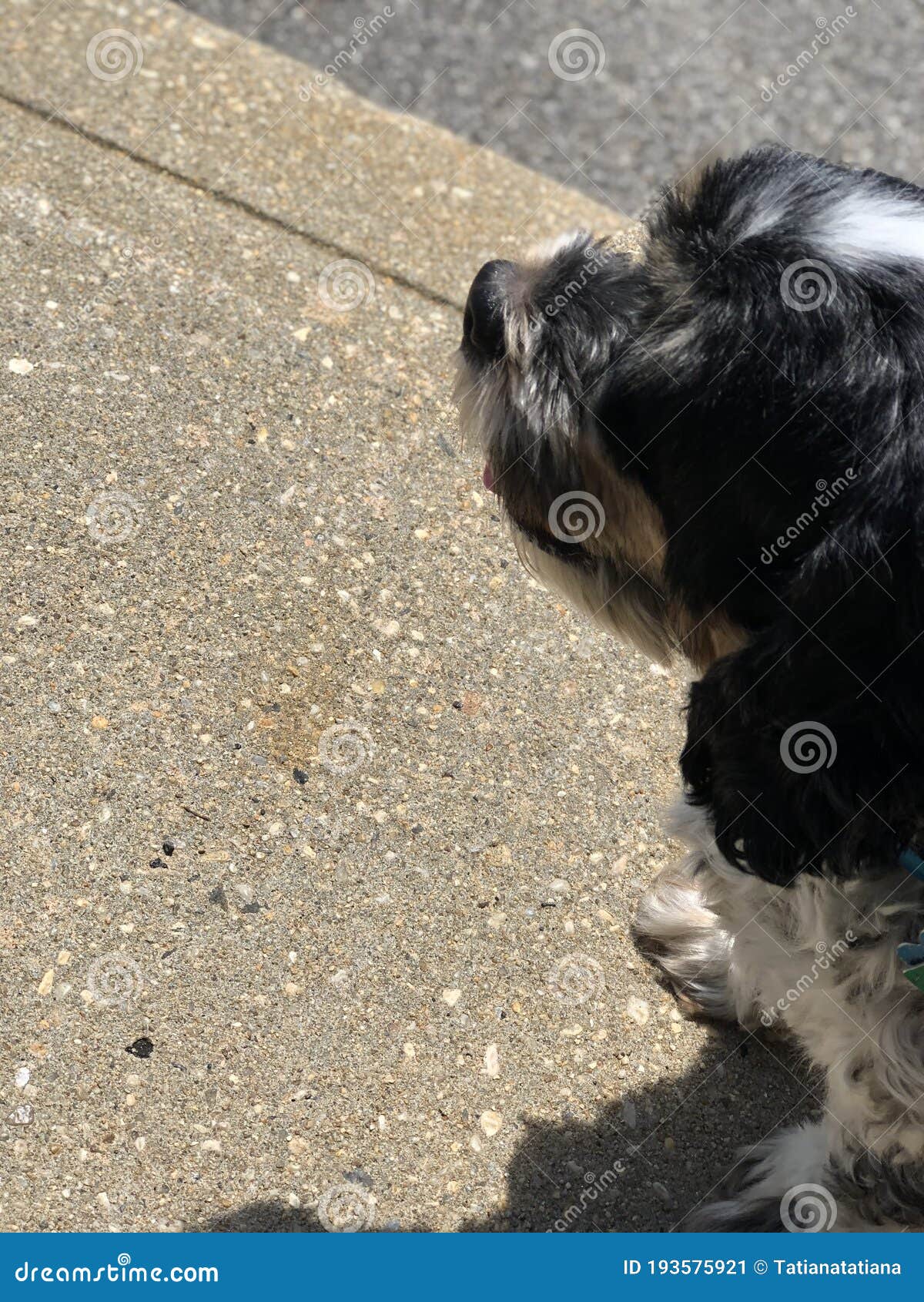 Dog stock image. Image of furry, black, space, puppy - 193575921