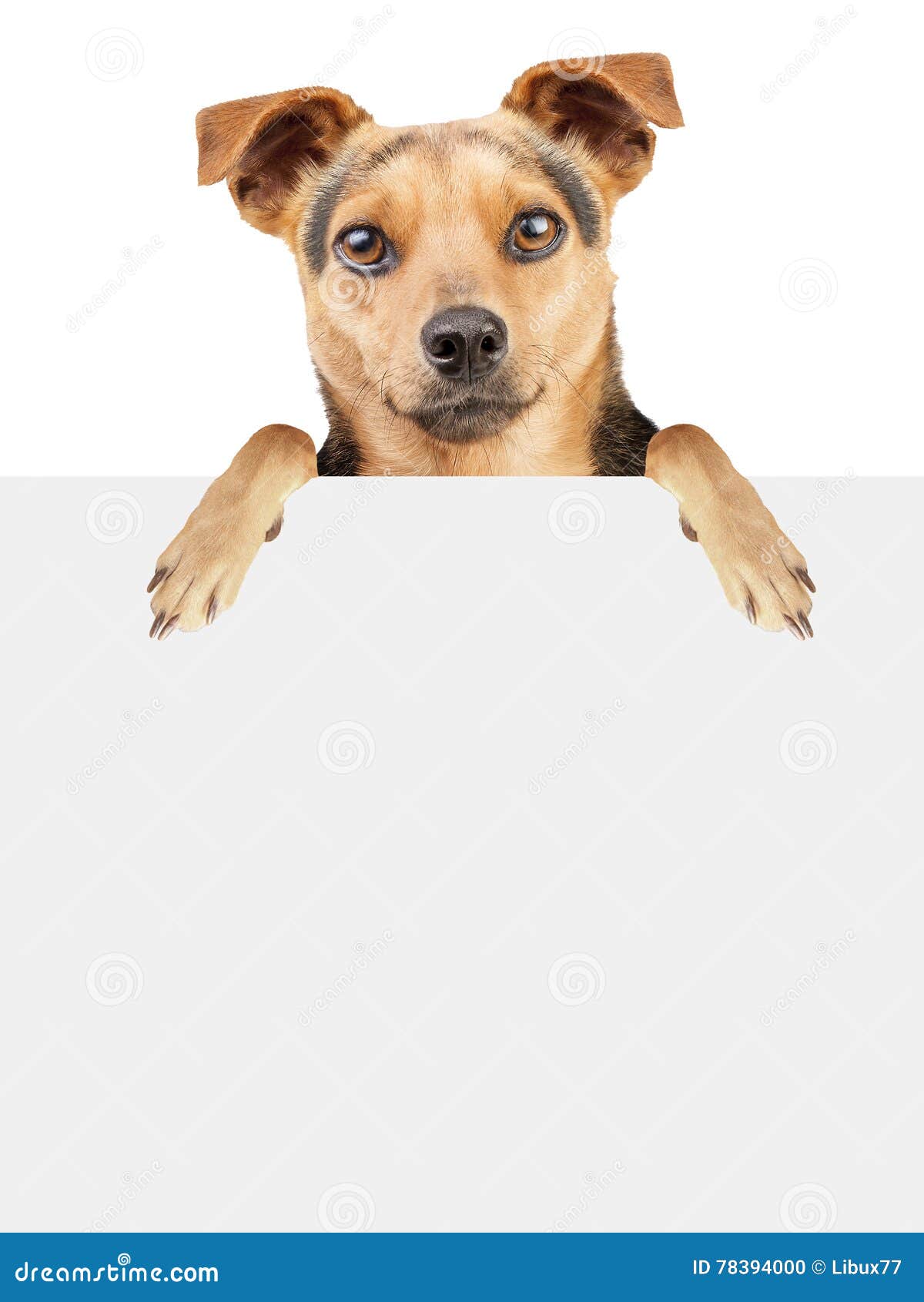 Dog blank banner isolated stock photo. Image of banner - 78394000