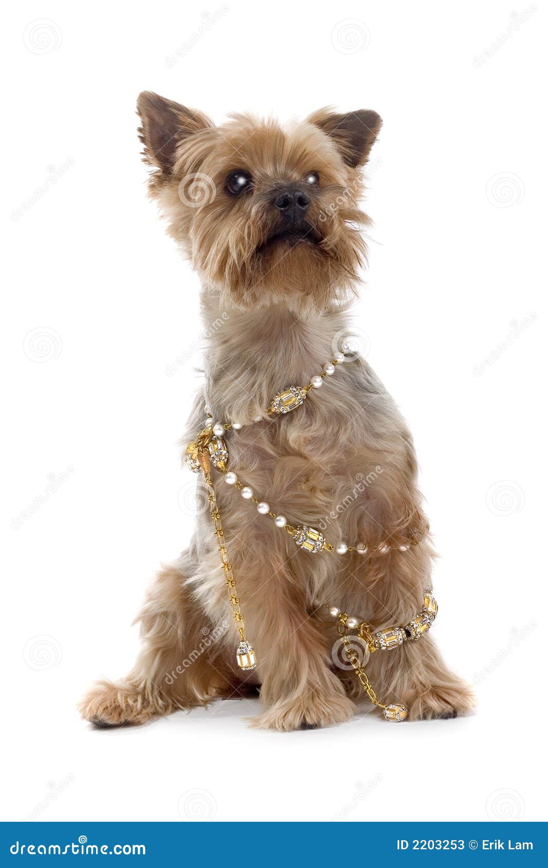 Dog with Bling stock image. Image of looking, pooch, upright - 2203253