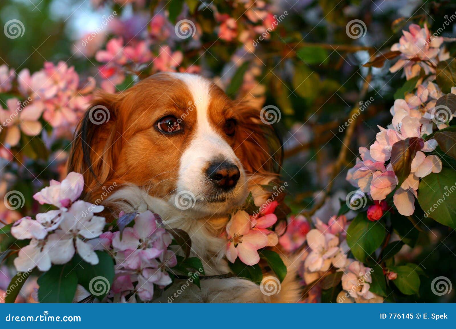 Dog in the blossoms stock image. Image of domesticated - 776145