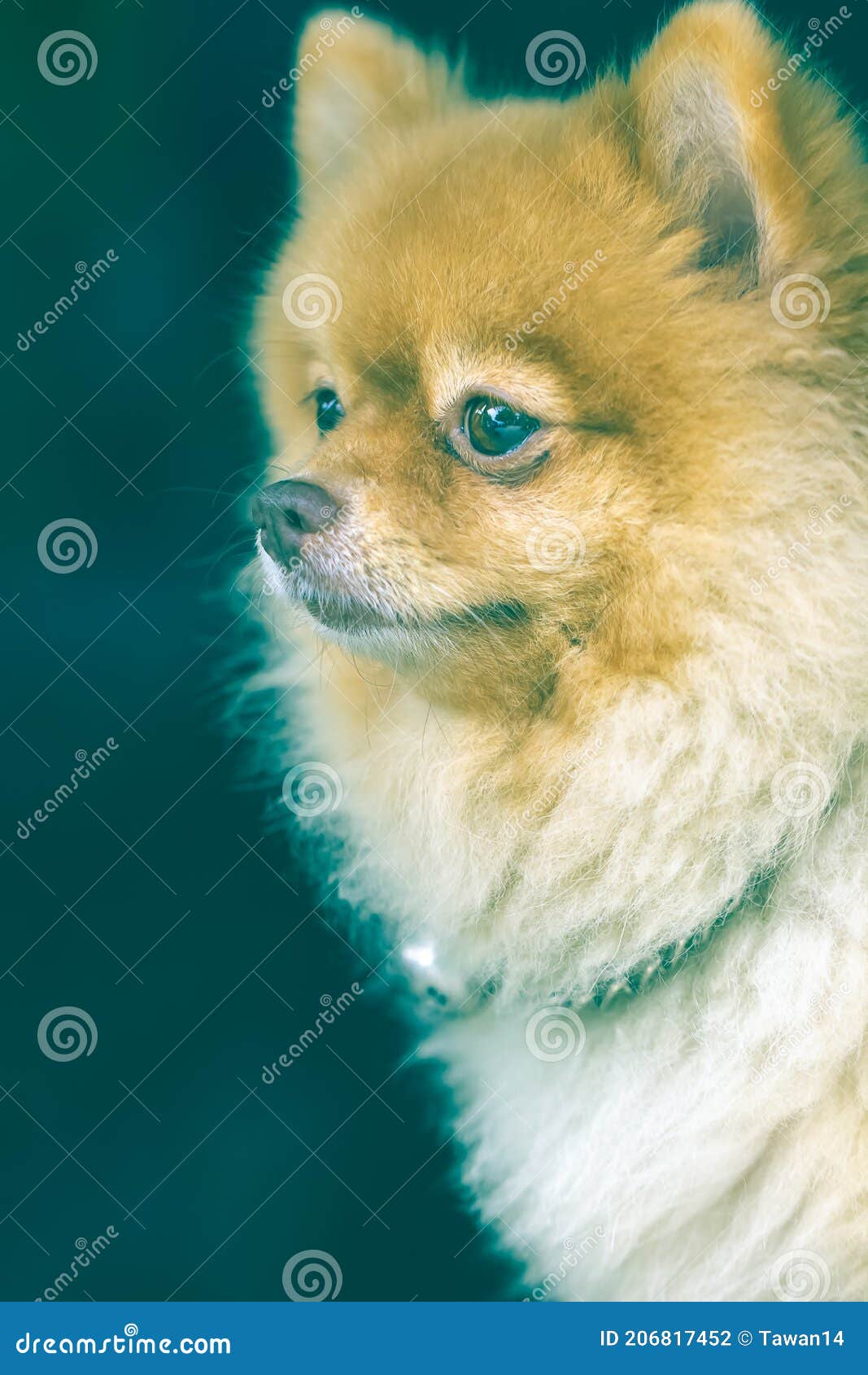 Dog with blue background stock photo. Image of animal - 206817452