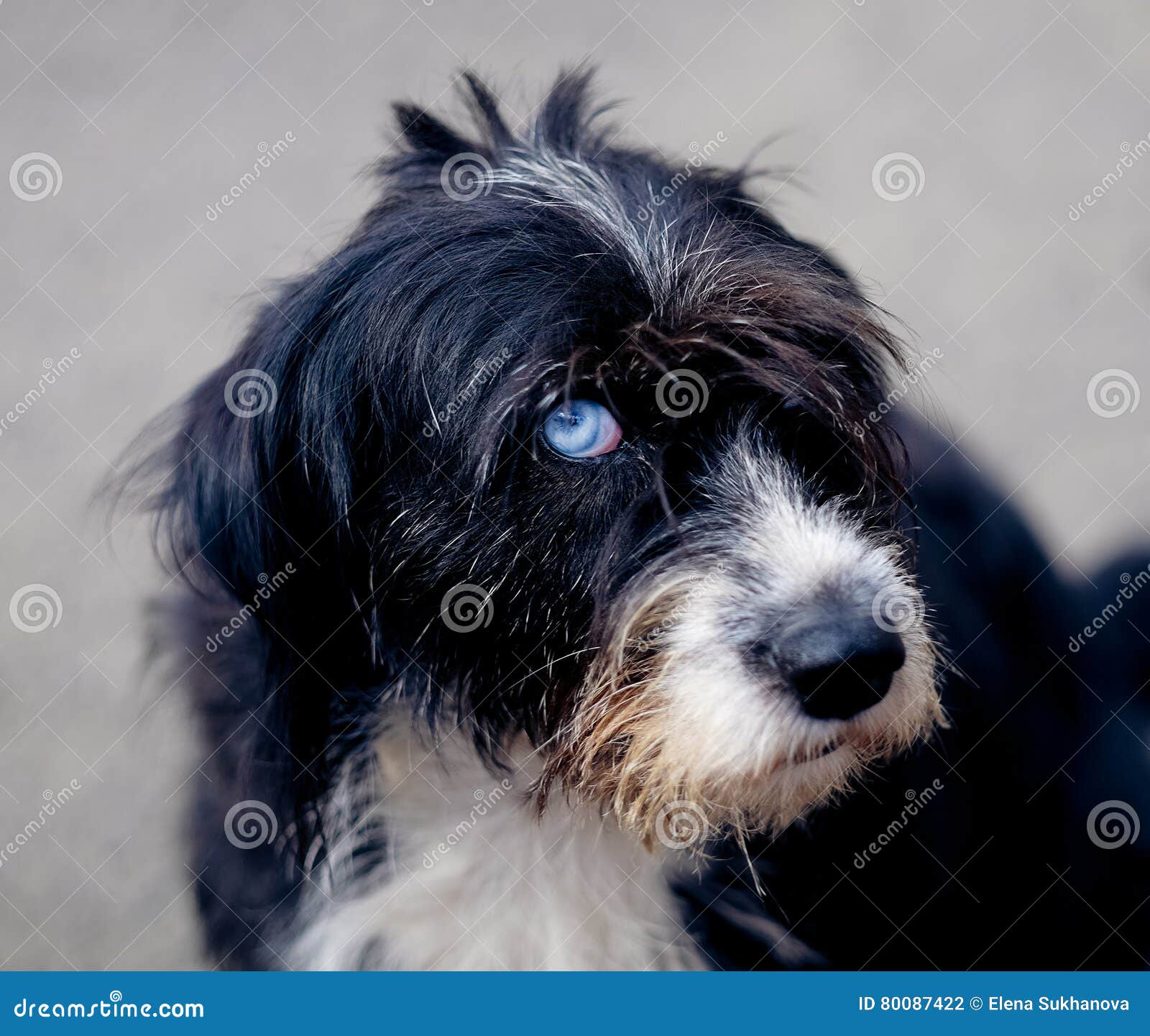 Dog with blue eye stock photo. Image of travel, domestic - 80087422