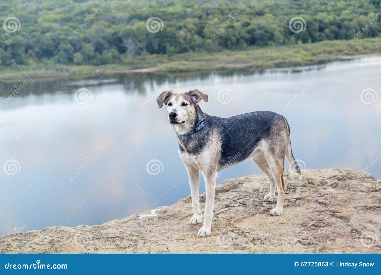 Dog on the Bluff stock image. Image of ferry, animal - 67725063