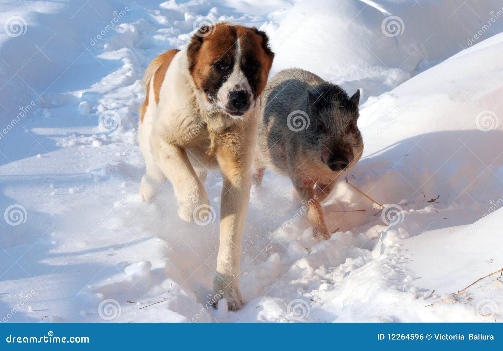 Dog and boar stock photo. Image of gray, white, snow - 12264596