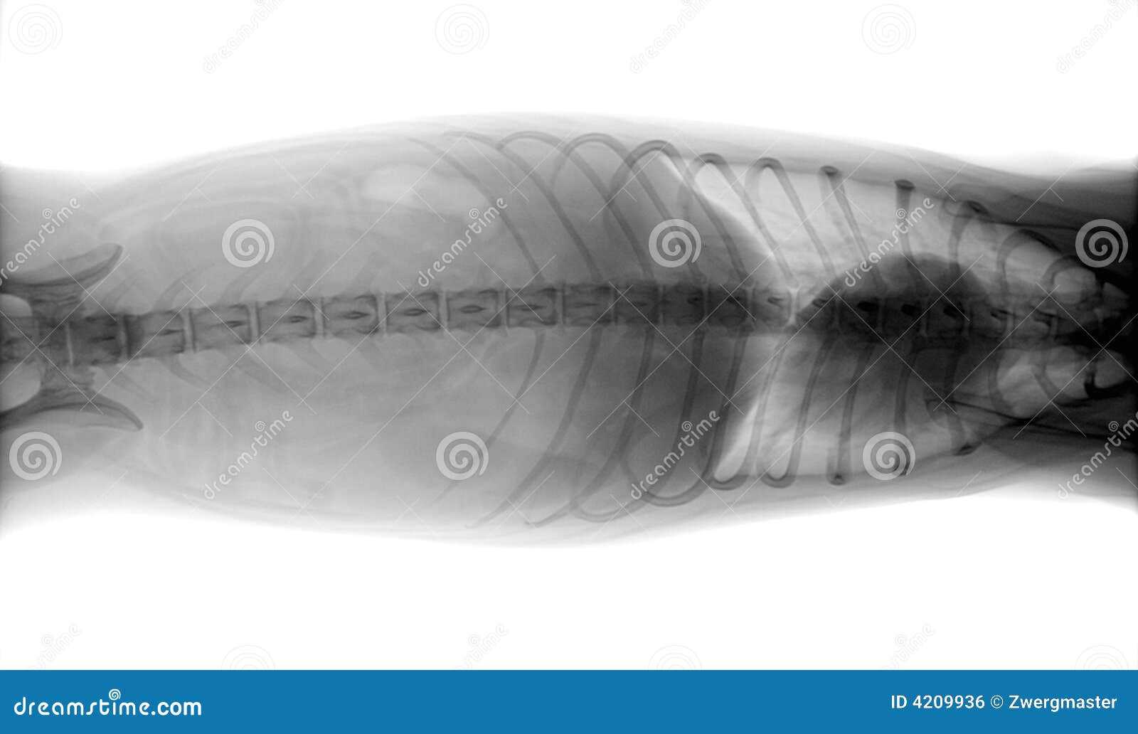 Dog body x-ray stock photo. Image of bone, life, black - 4209936