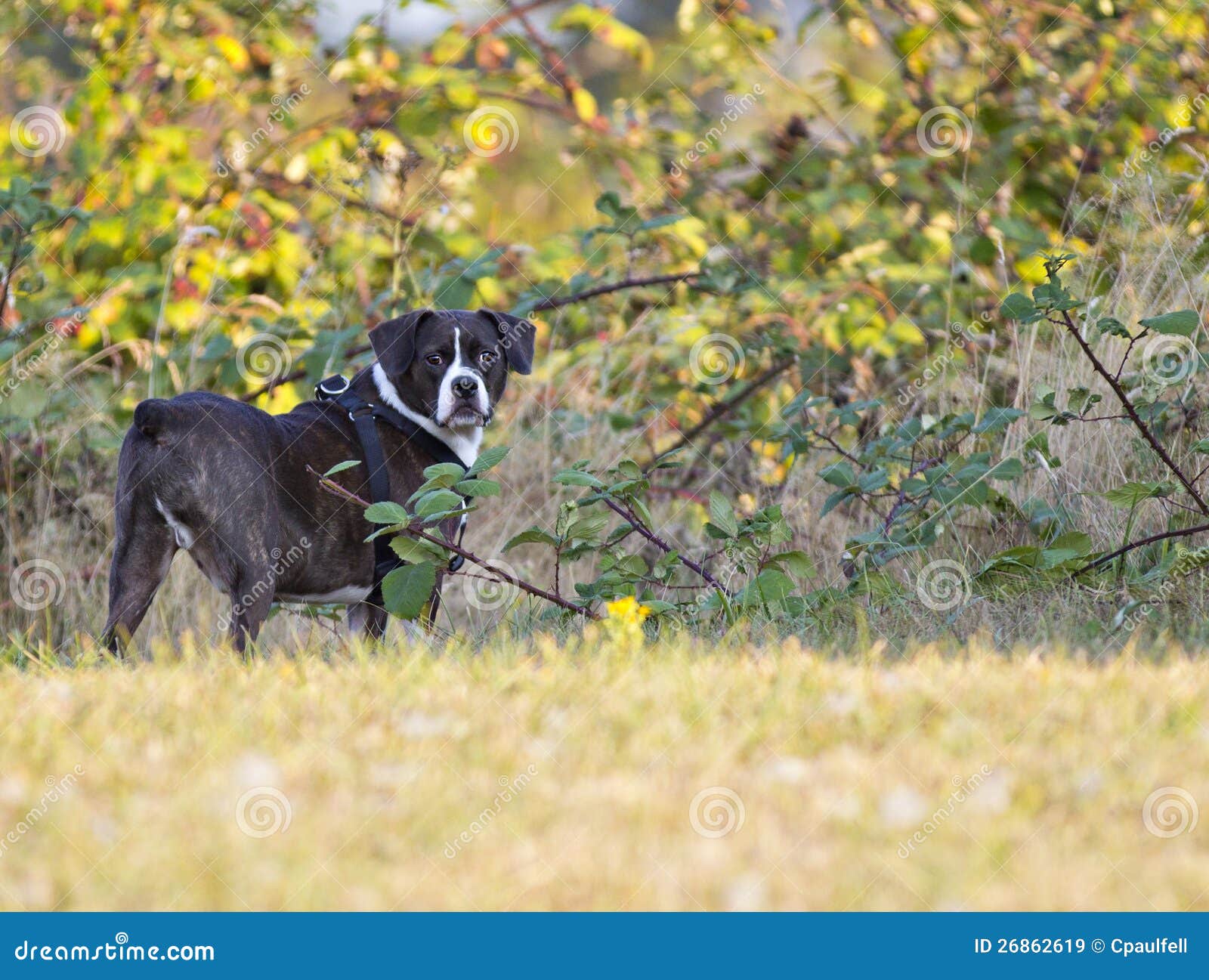 Dog boggle stock image. Image of nature, happy, domestic - 26862619