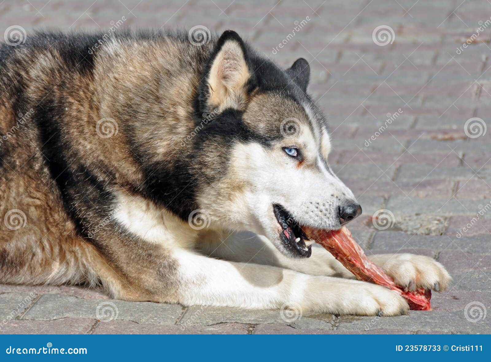 Dog bone stock image. Image of frost, animal, beef, bone - 23578733