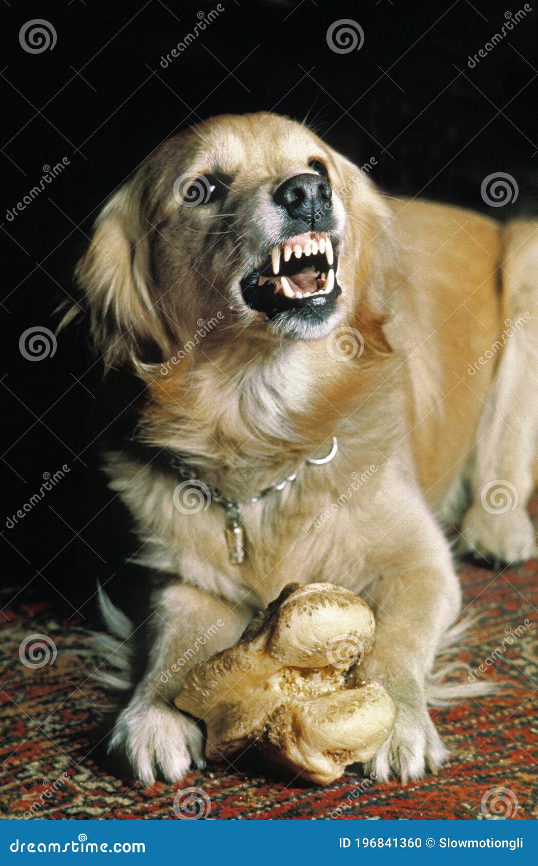 Dog with Bone in Defensive Posture Stock Photo - Image of aggression ...