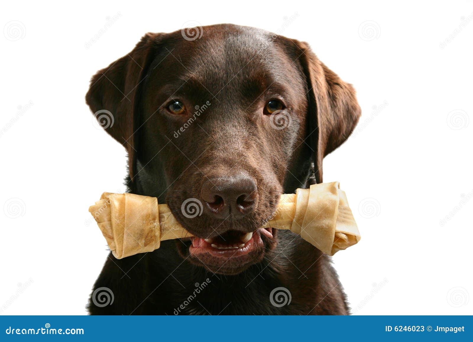 Dog + Bone = Happy Pet stock image. Image of working, happy - 6246023