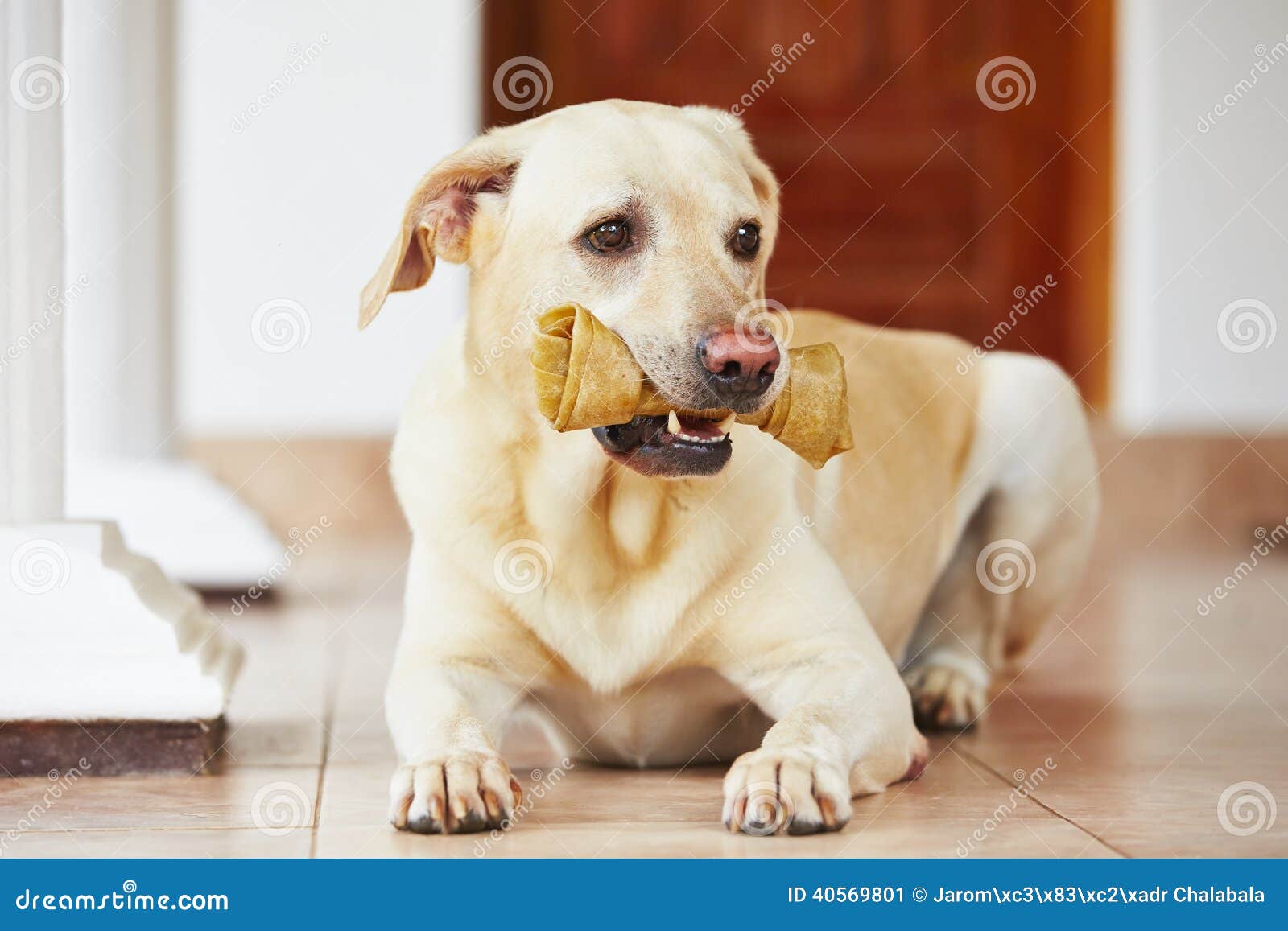 Dog with bone stock image. Image of expression, large - 40569801
