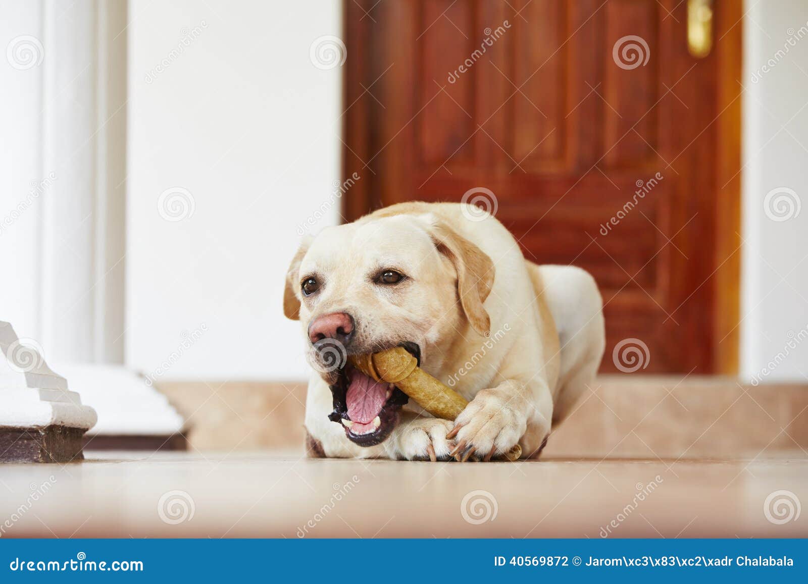 Dog with bone stock photo. Image of cheerful, canine - 40569872
