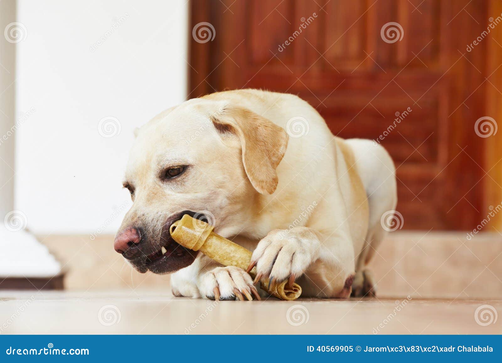 Dog with bone stock image. Image of desire, cute, happiness - 40569905