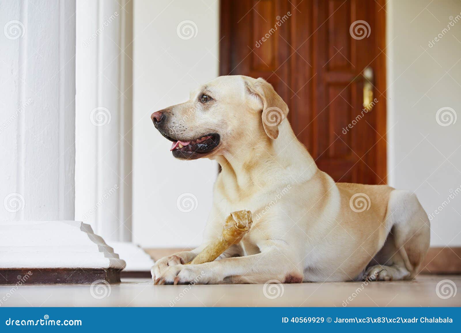 Dog with bone stock image. Image of labrador, portrait - 40569929