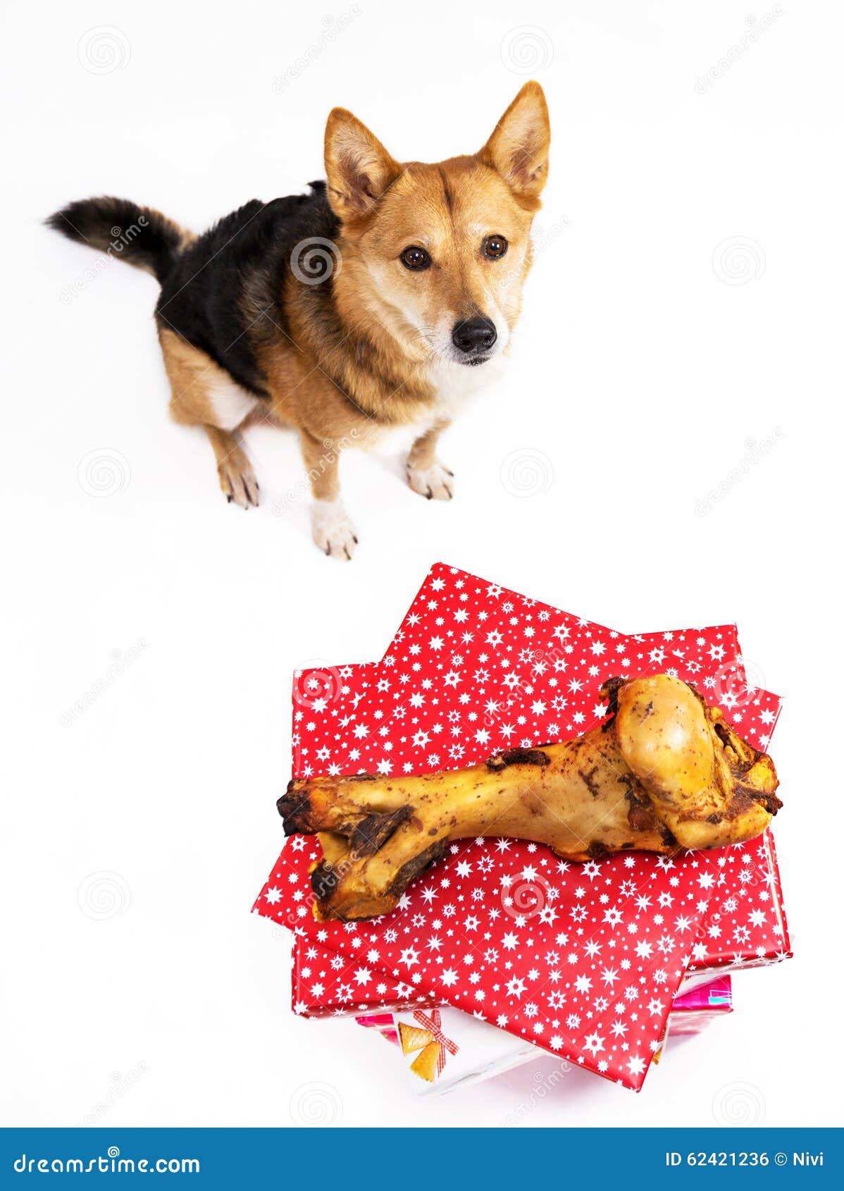 Dog with bone present stock photo. Image of cute, hungry - 62421236