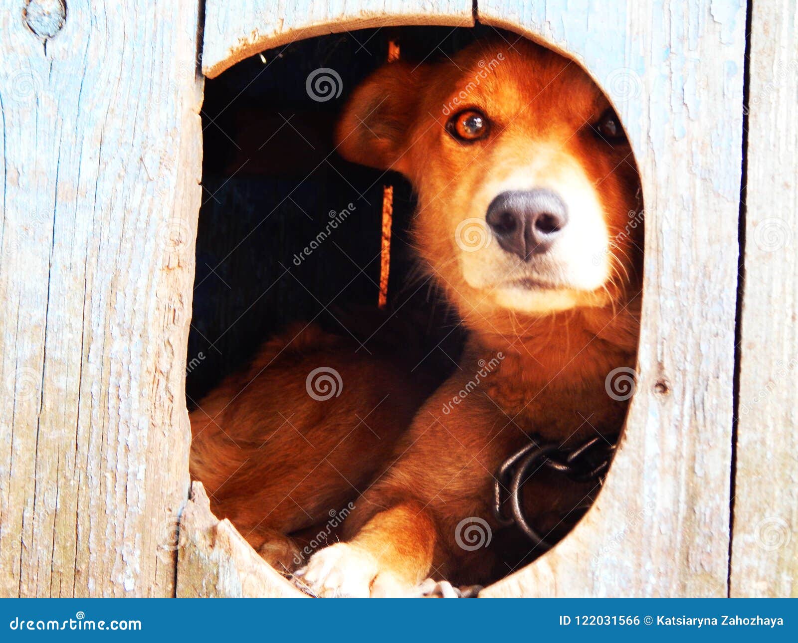 A dog in the booth stock photo. Image of belarus, summer - 122031566