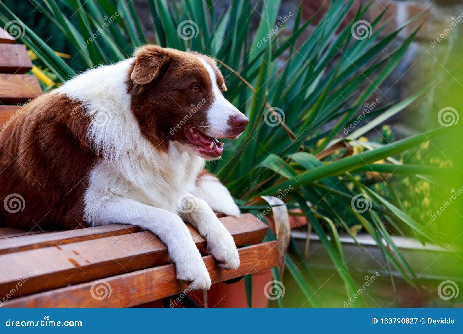 Dog breed Border Collie stock image. Image of garden - 133790827