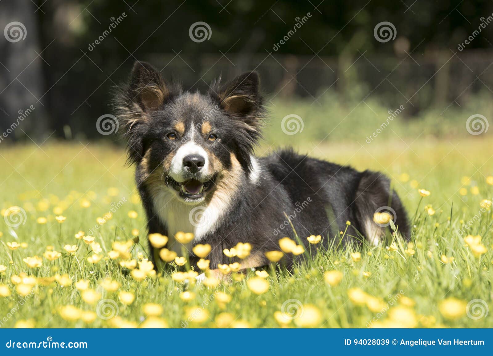 Dog, Border Collie, Lying in Grass with Yellow Flowers Stock Image ...
