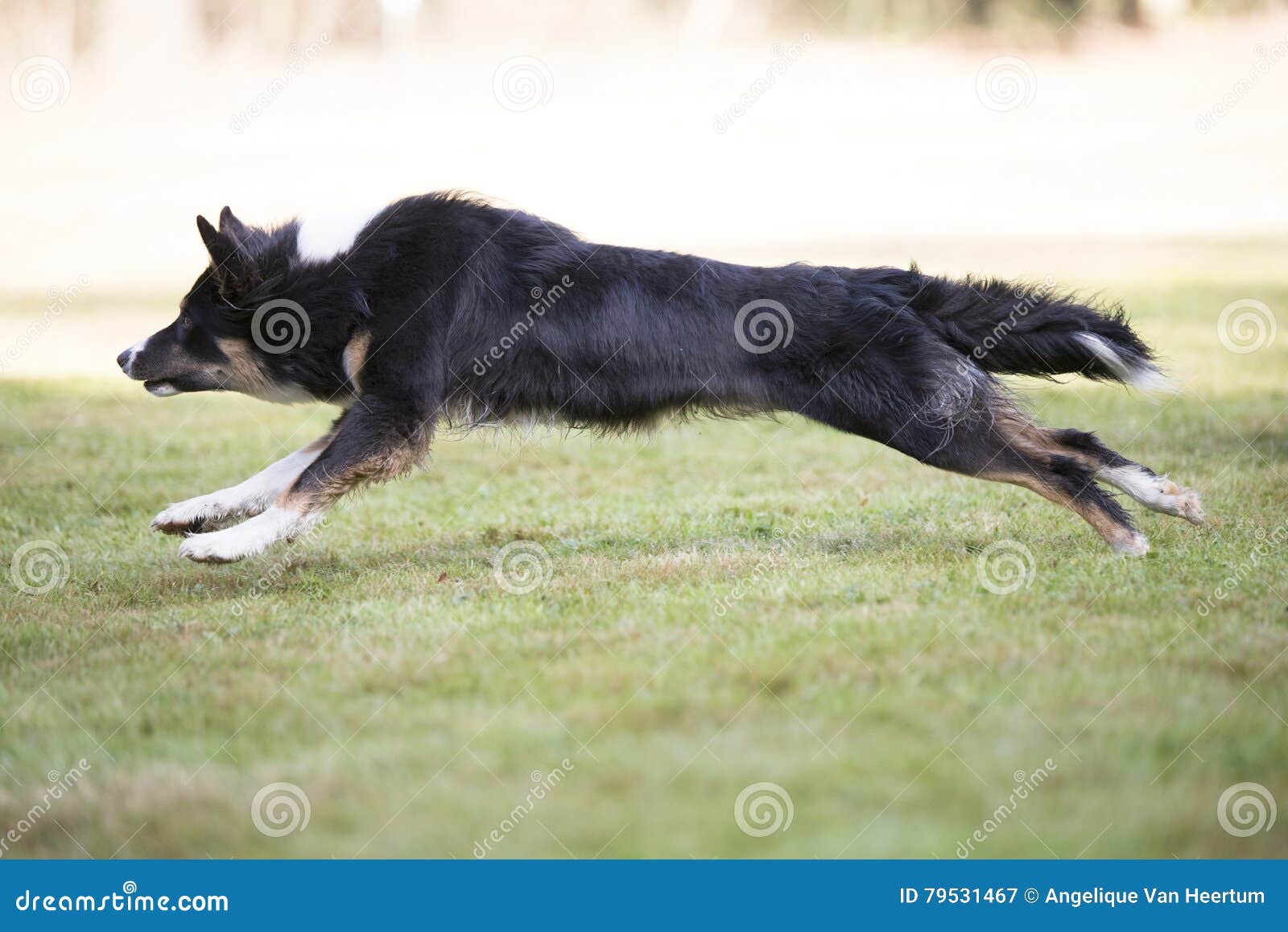 Dog, Border Collie, Running, Side View Stock Image - Image of hoopers ...