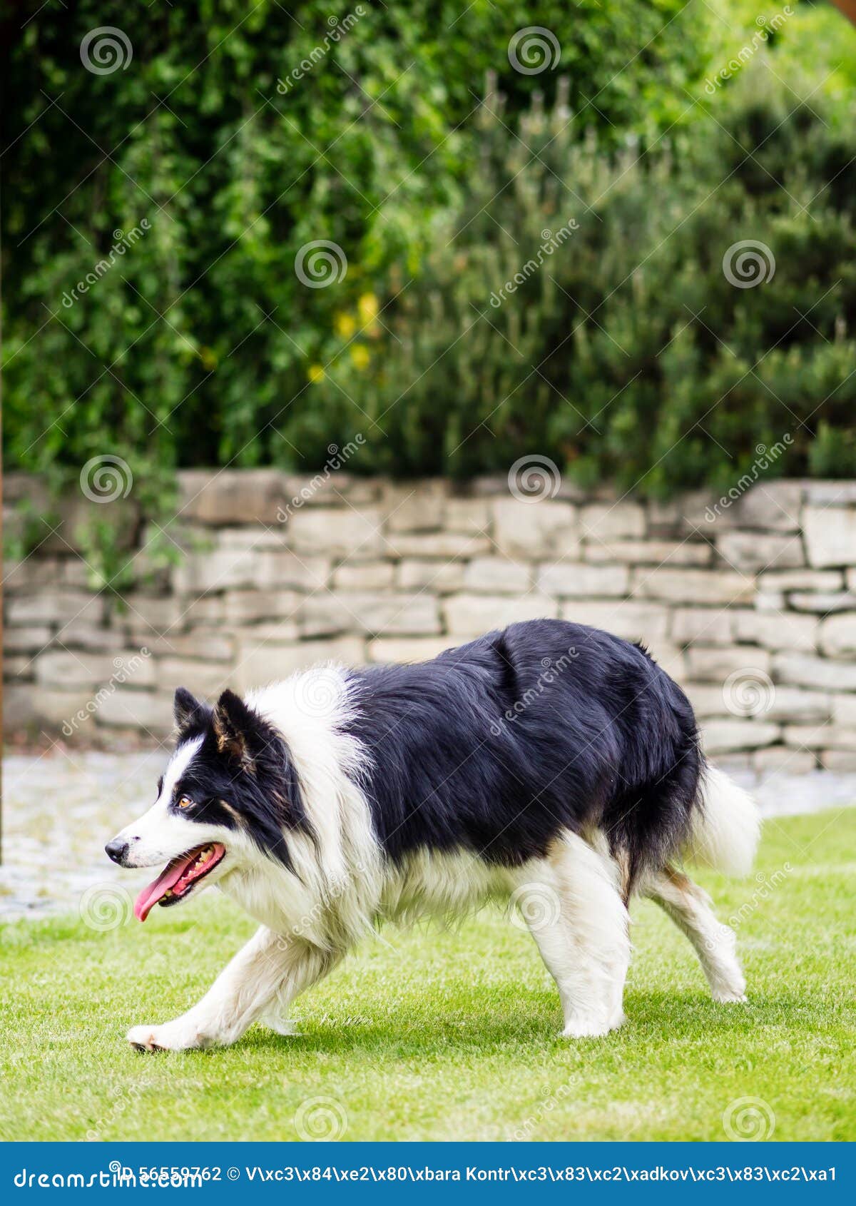 Dog, Border Collie, Walking Outdoors Stock Photo - Image of playing ...