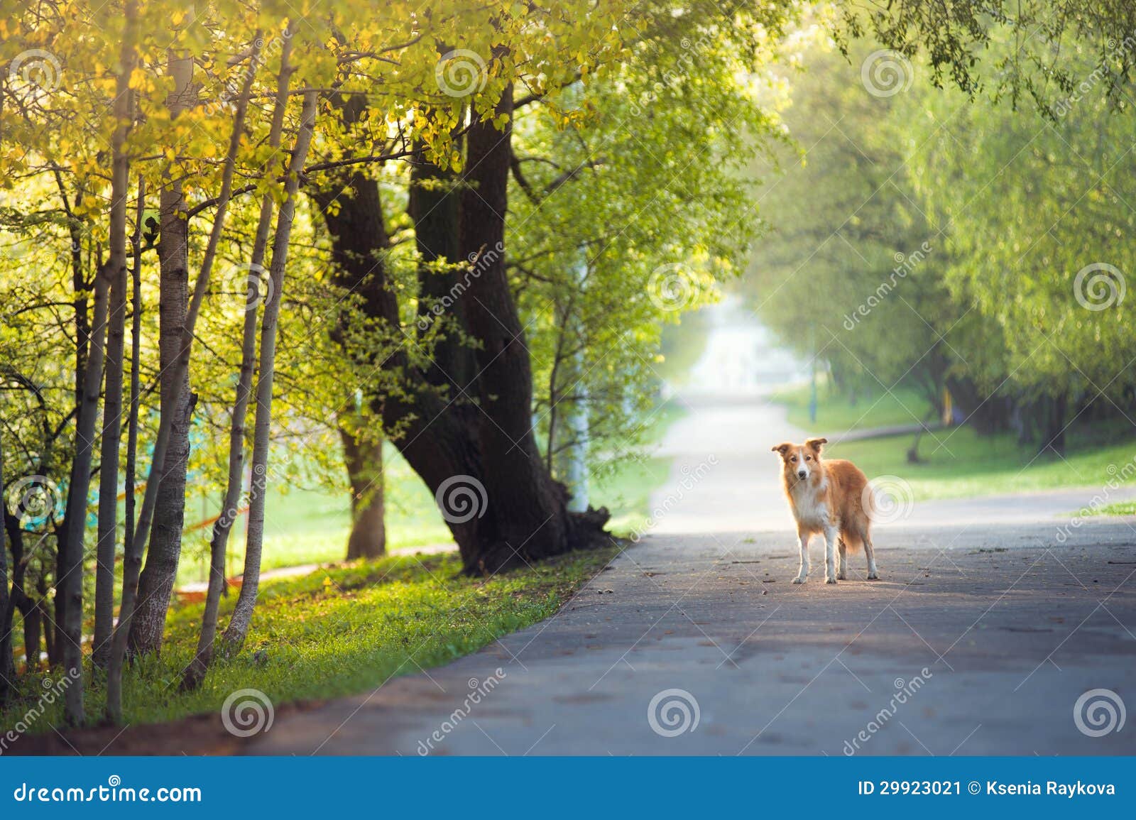 Dog Walking in the Spring Park Stock Image - Image of game, pets: 29923021