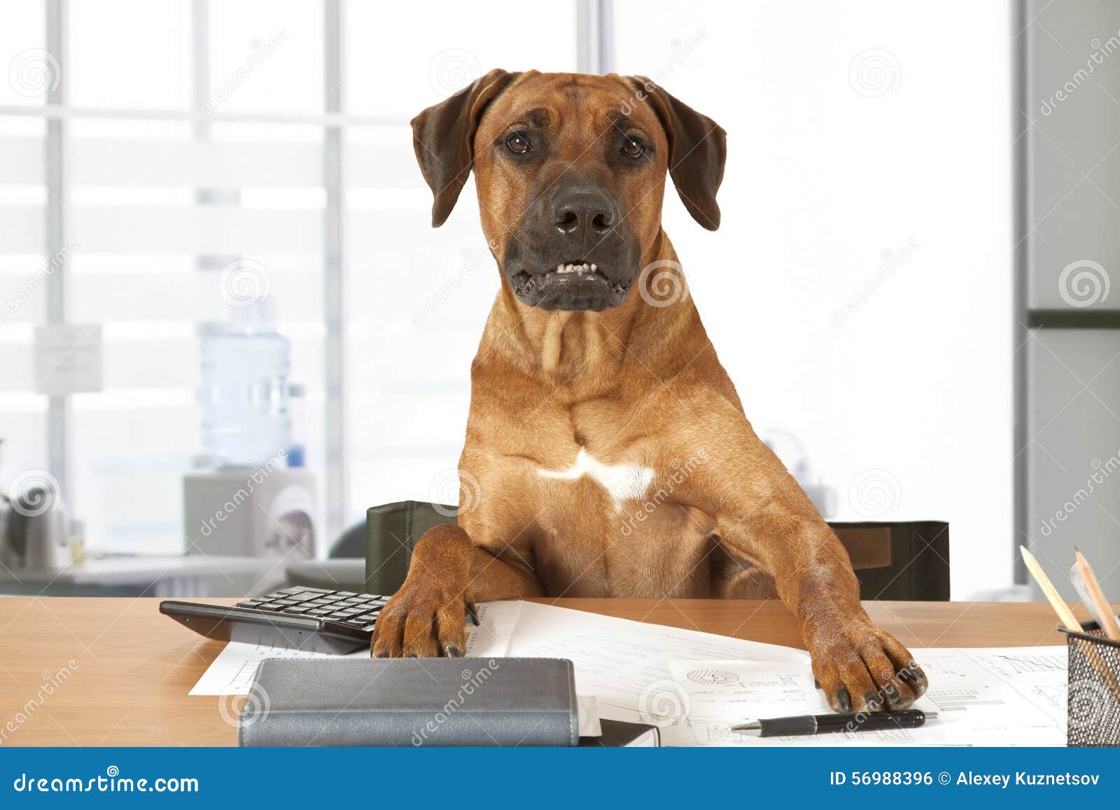 Dog Boss stock photo. Image of angry, humor, boss, chief - 56988396
