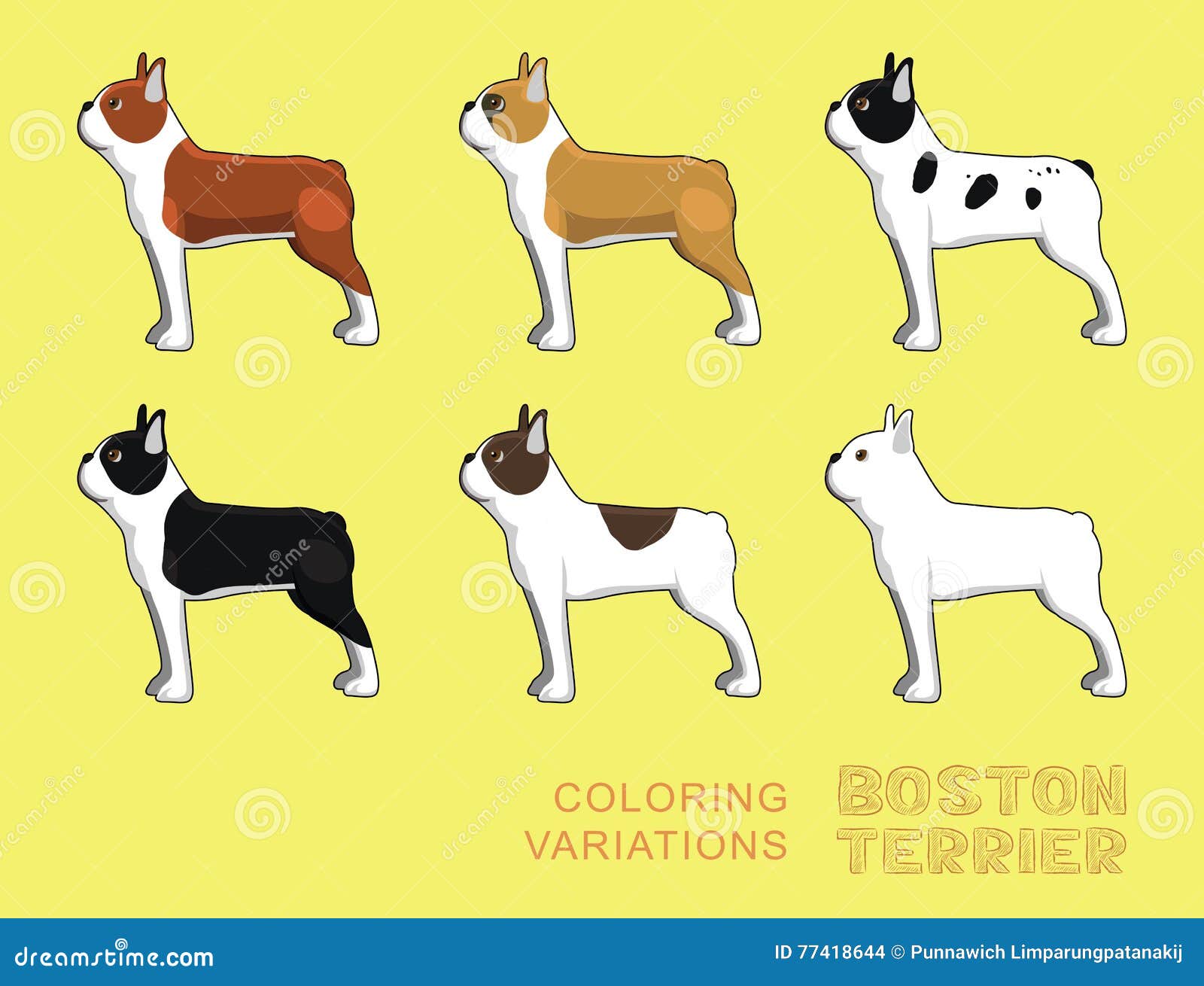 What Colors Are Boston Terriers