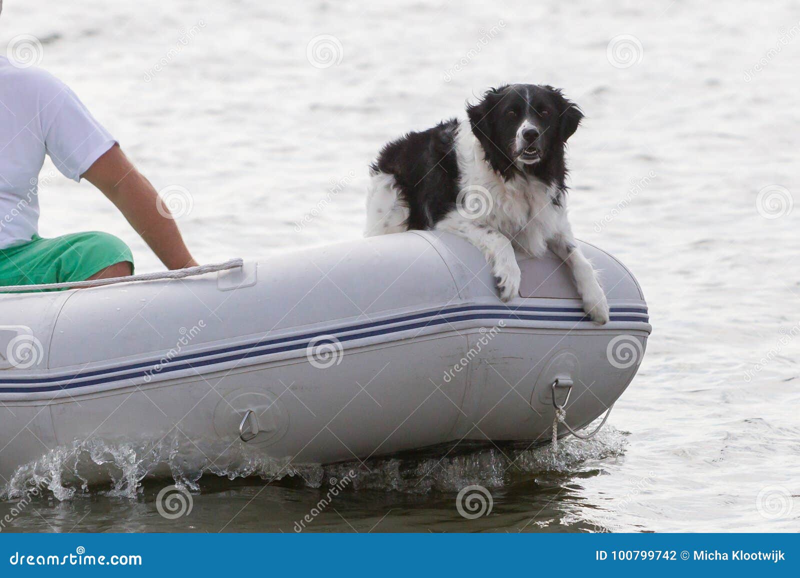 Dog on the Bow of a Small Boat Stock Photo - Image of water, white ...