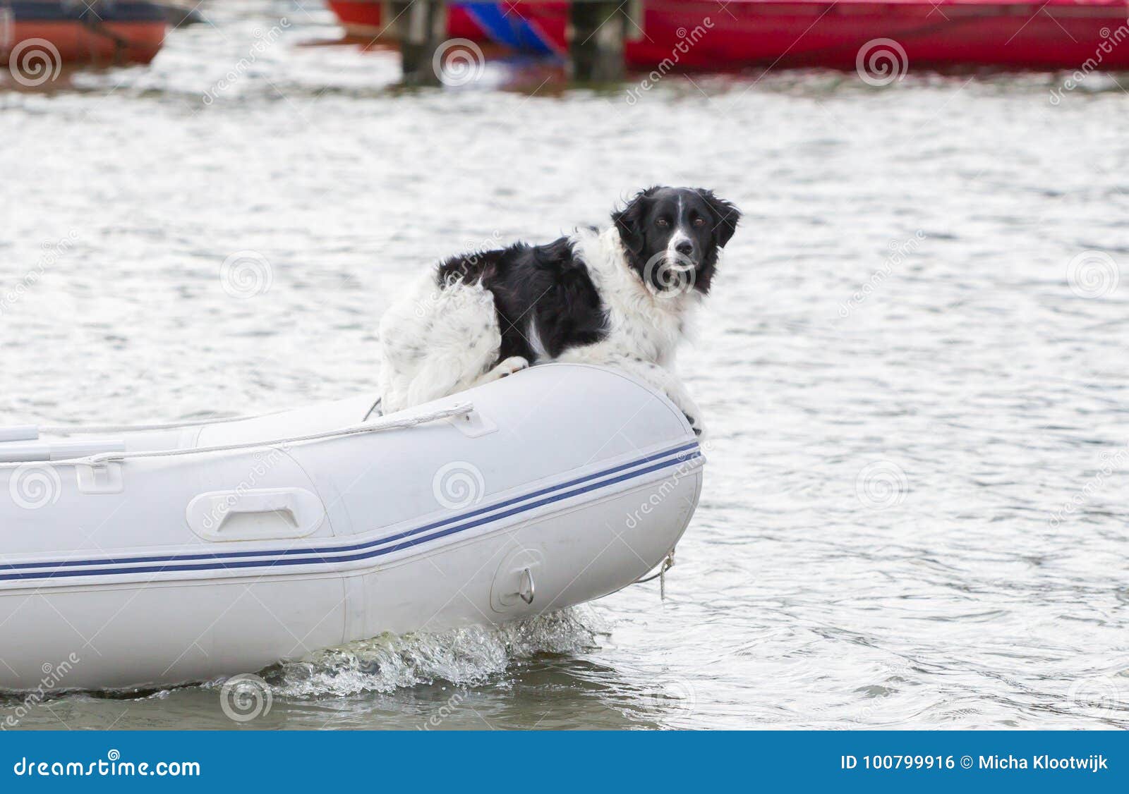 Dog on the Bow of a Small Boat Stock Photo - Image of morning ...