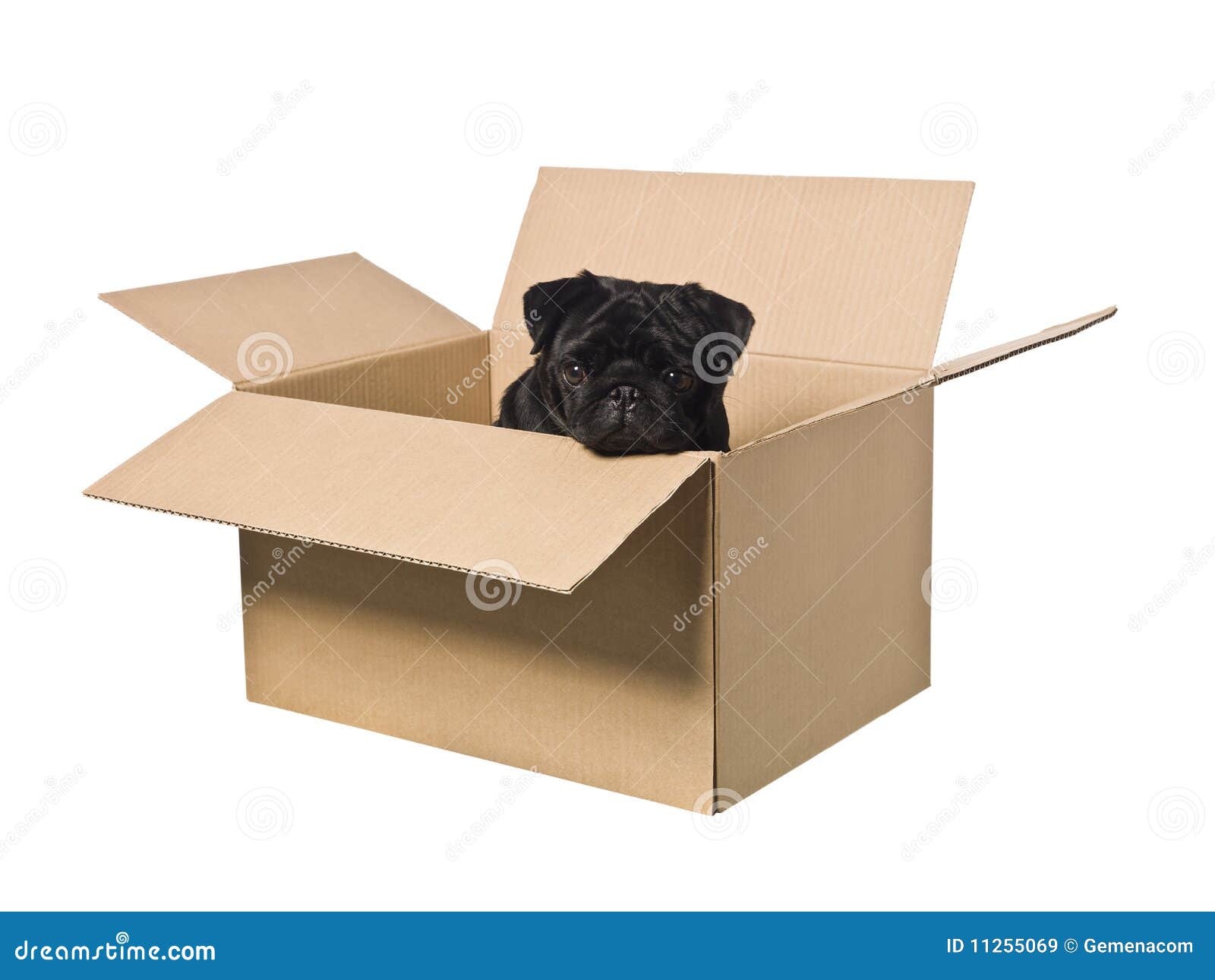 Dog in a box stock image. Image of shot, animal, relocation - 11255069