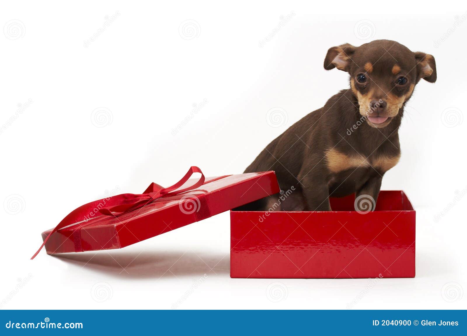 Dog in box stock photo. Image of adorable, portrait, funny - 2040900