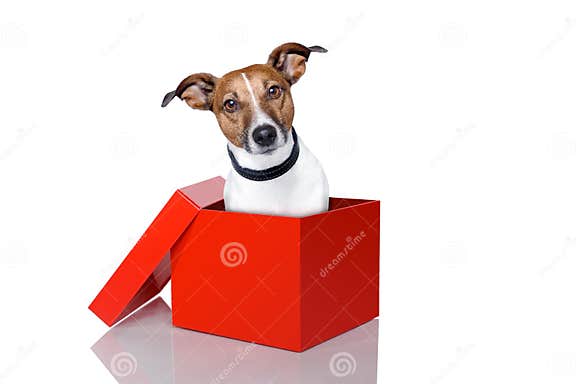 Dog in box stock photo. Image of surprise, sitting, party - 23515792