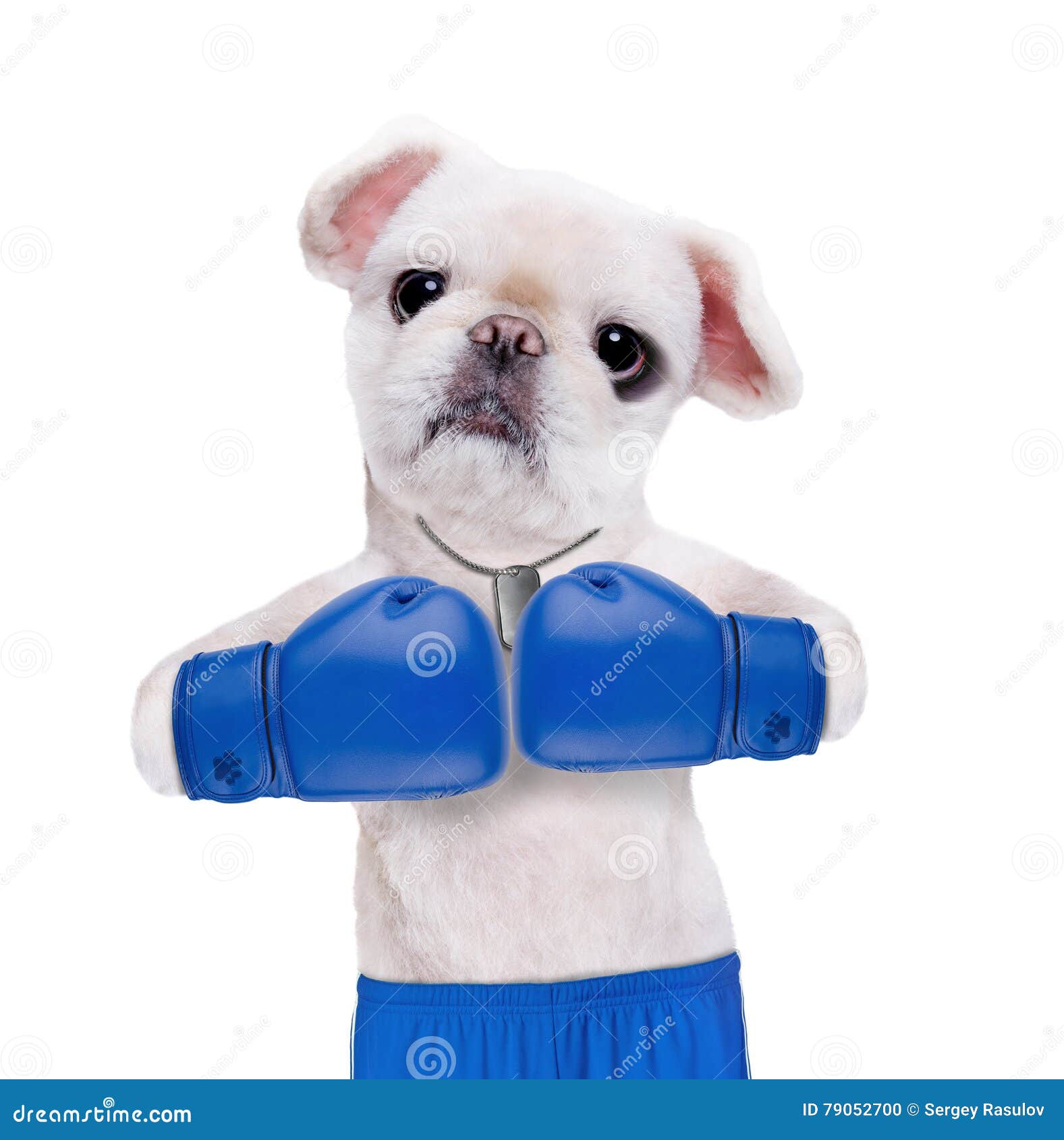 Dog Boxer with Big Blue Gloves. Stock Photo - Image of hand, isolated ...