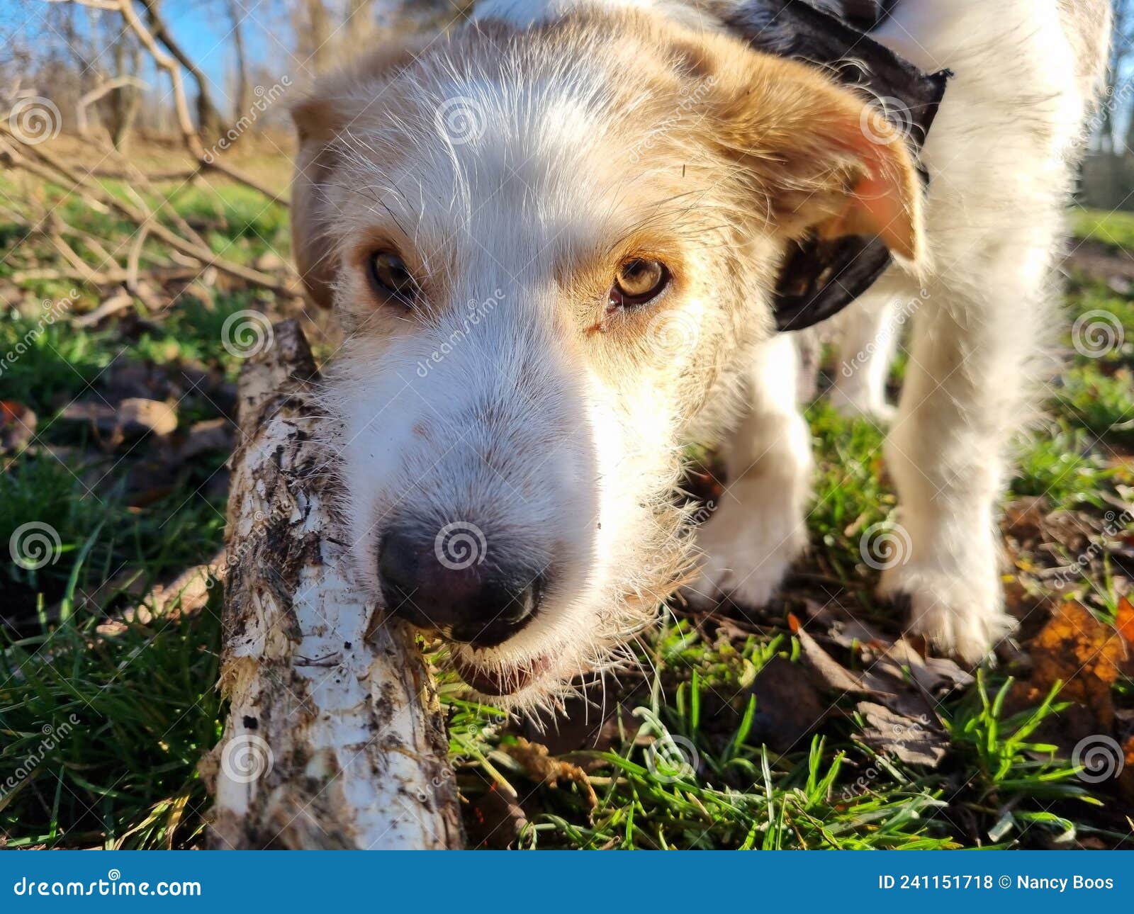 Dog with branch stock photo. Image of grass, animal - 241151718