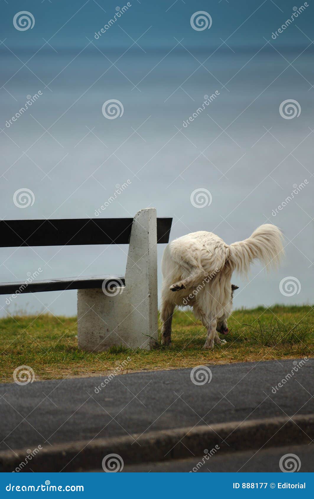 Dog Break stock image. Image of canine, naughty, post, toilet - 888177