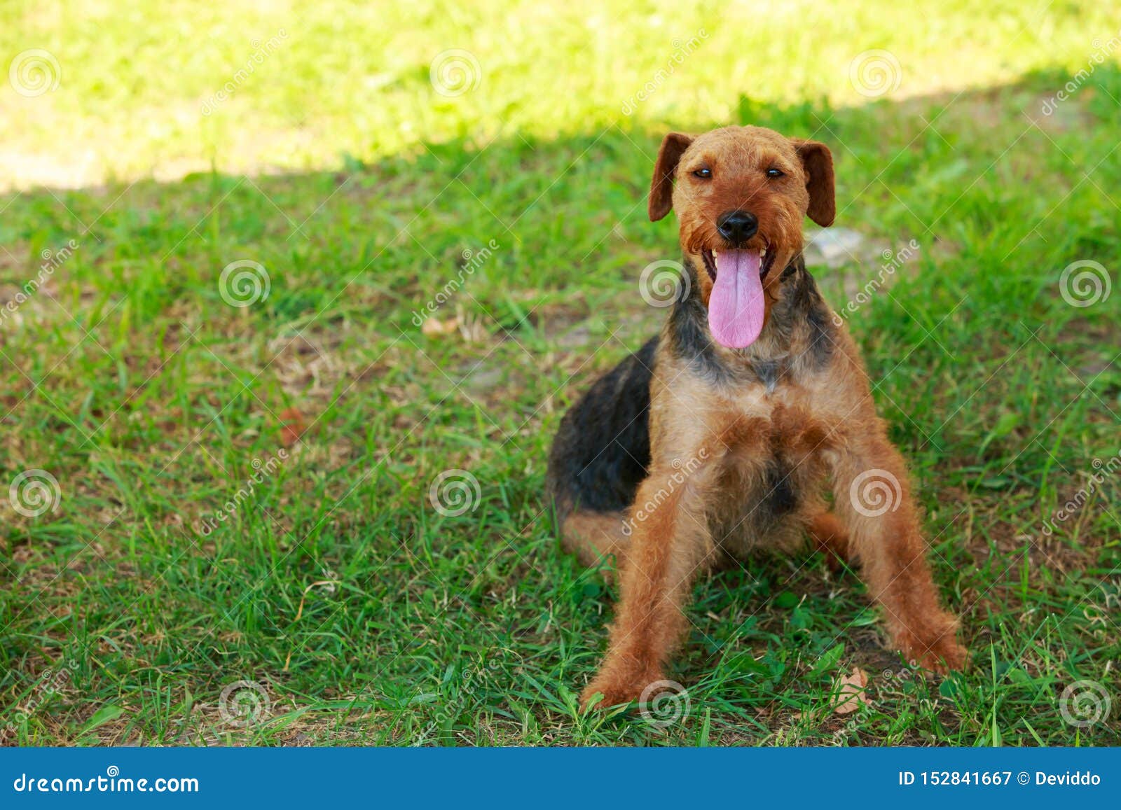 Dog breed Airedale stock image. Image of resting, mammal - 152841667