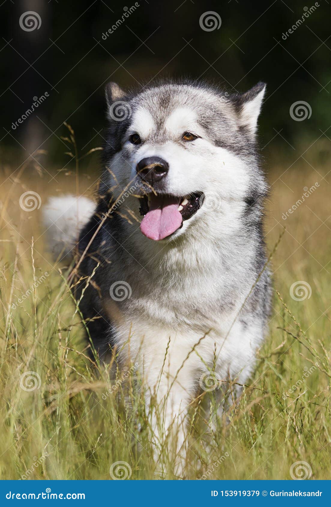 Dog Breed Alaskan Malamute Outdoors Stock Image - Image of outdoor ...