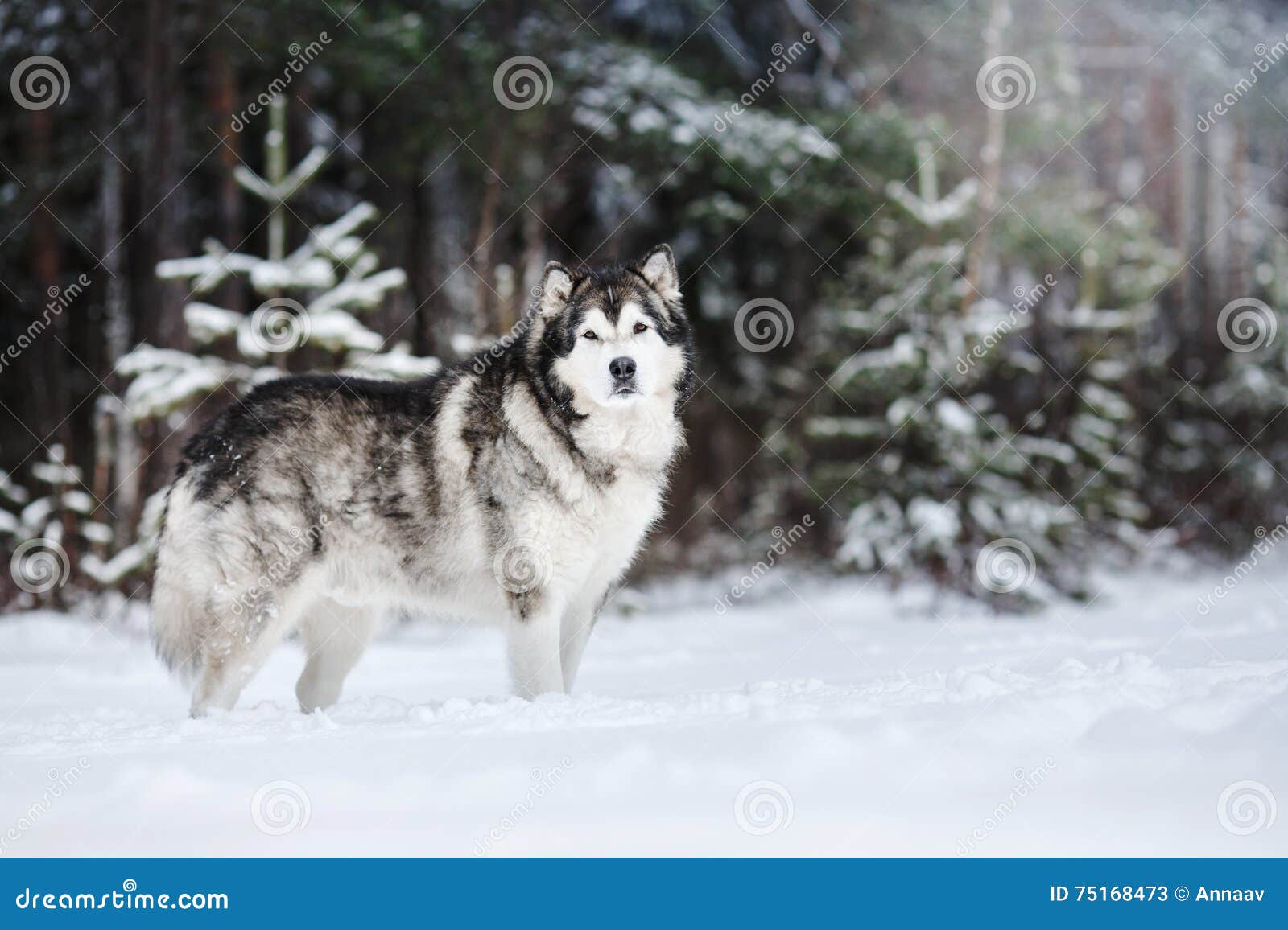 Dog Breed Alaskan Malamute Walking in Winter Stock Image - Image of ...