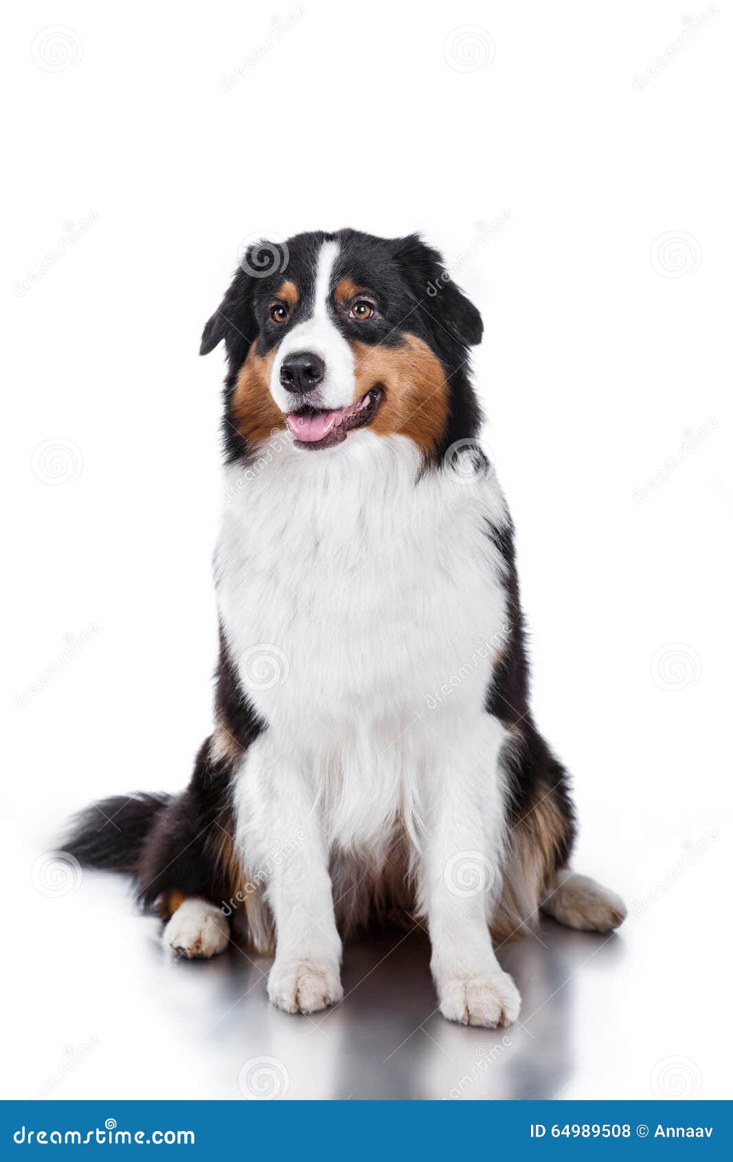 Dog Breed Australian Shepherd, Aussie Stock Photo - Image of cold ...