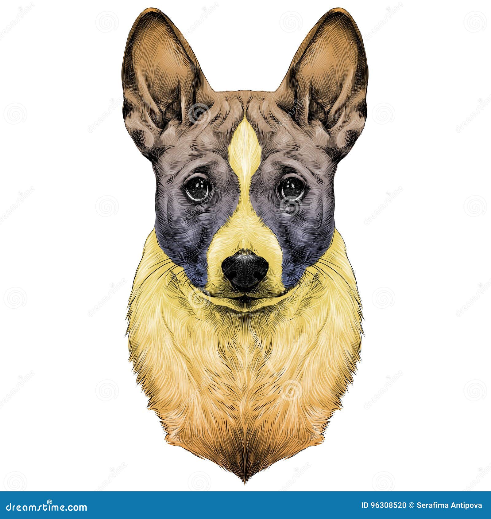 Dog Breed Basenji Head Sketch Vector Stock Vector - Illustration of ...