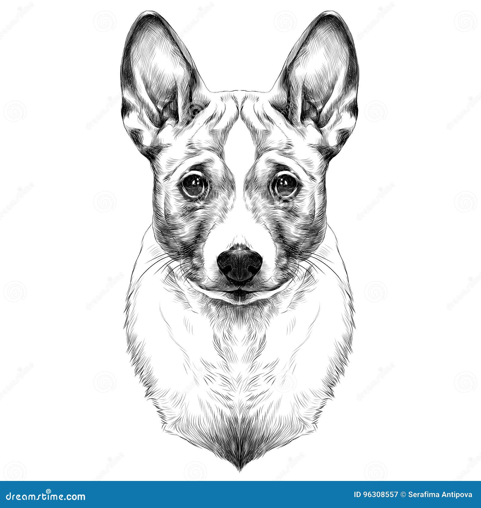 Dog Breed Basenji Head Sketch Vector Stock Vector - Illustration of ...