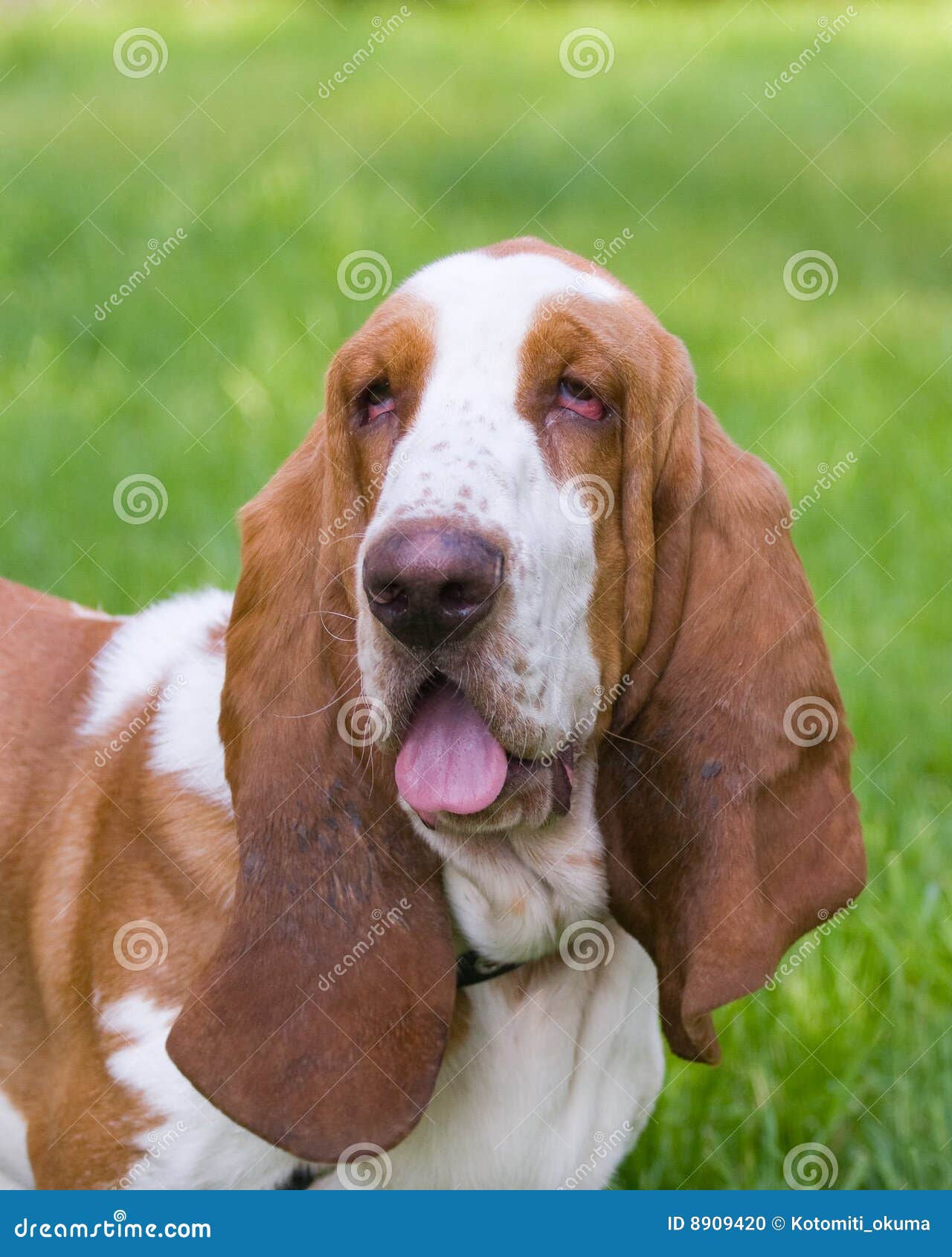 Dog Breed Baset Haund Stock Photos - Free & Royalty-Free Stock Photos ...