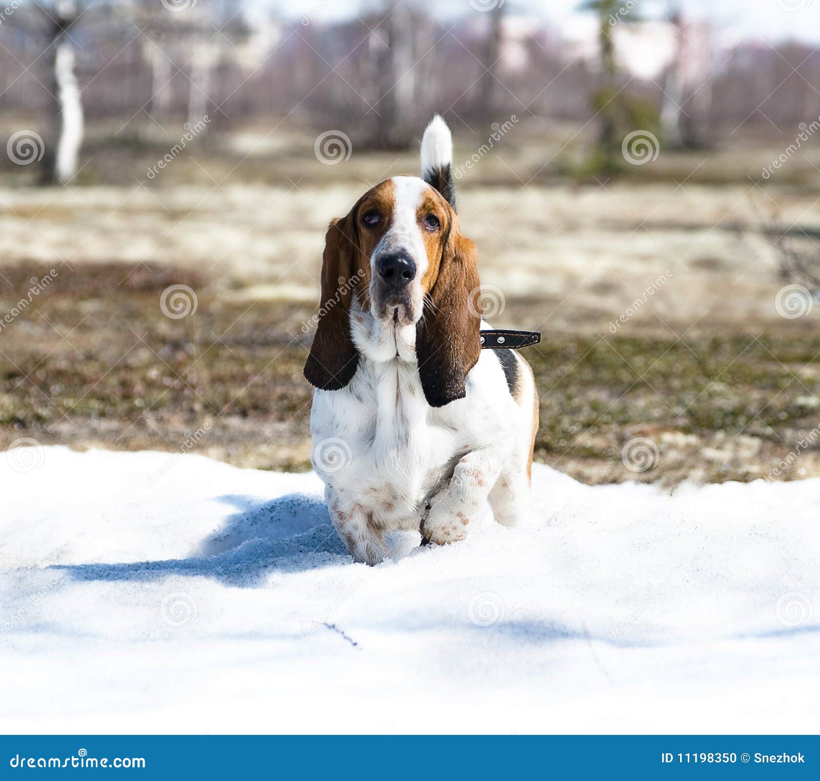 Dog breed basset-hound stock photo. Image of hound, snow - 11198350