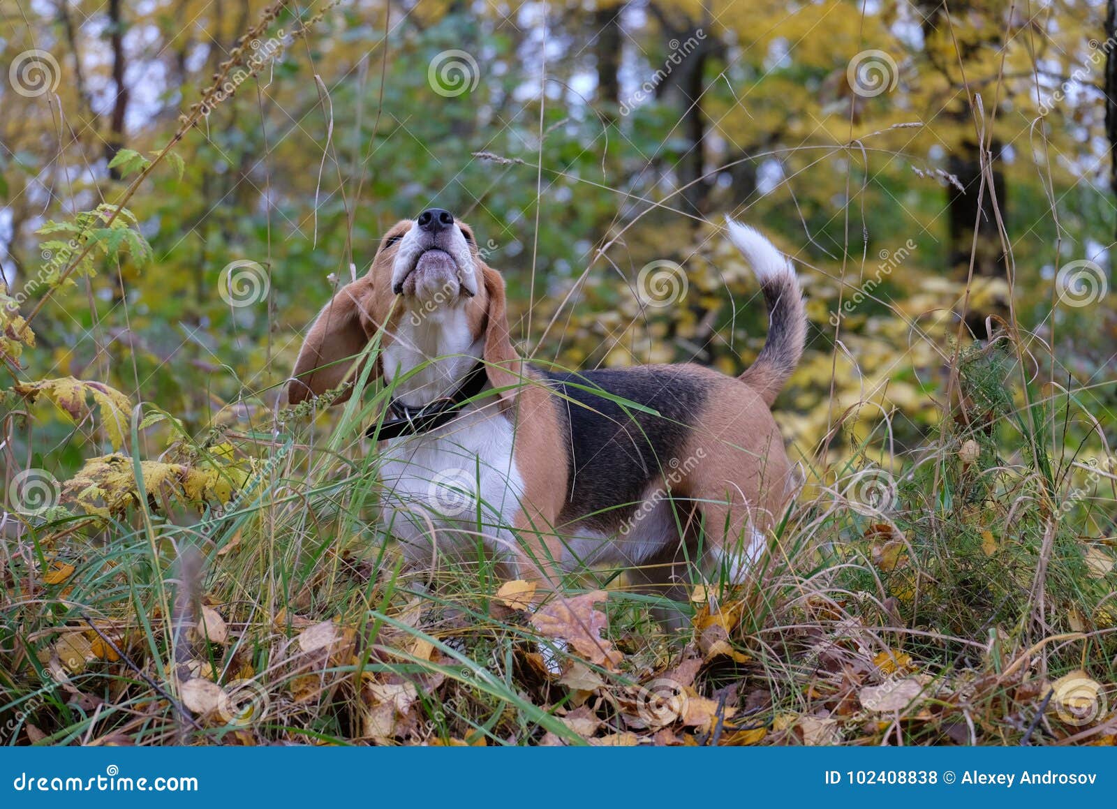Beagle Dog Eats Grass in the Autumn Forest Stock Photo - Image of ...