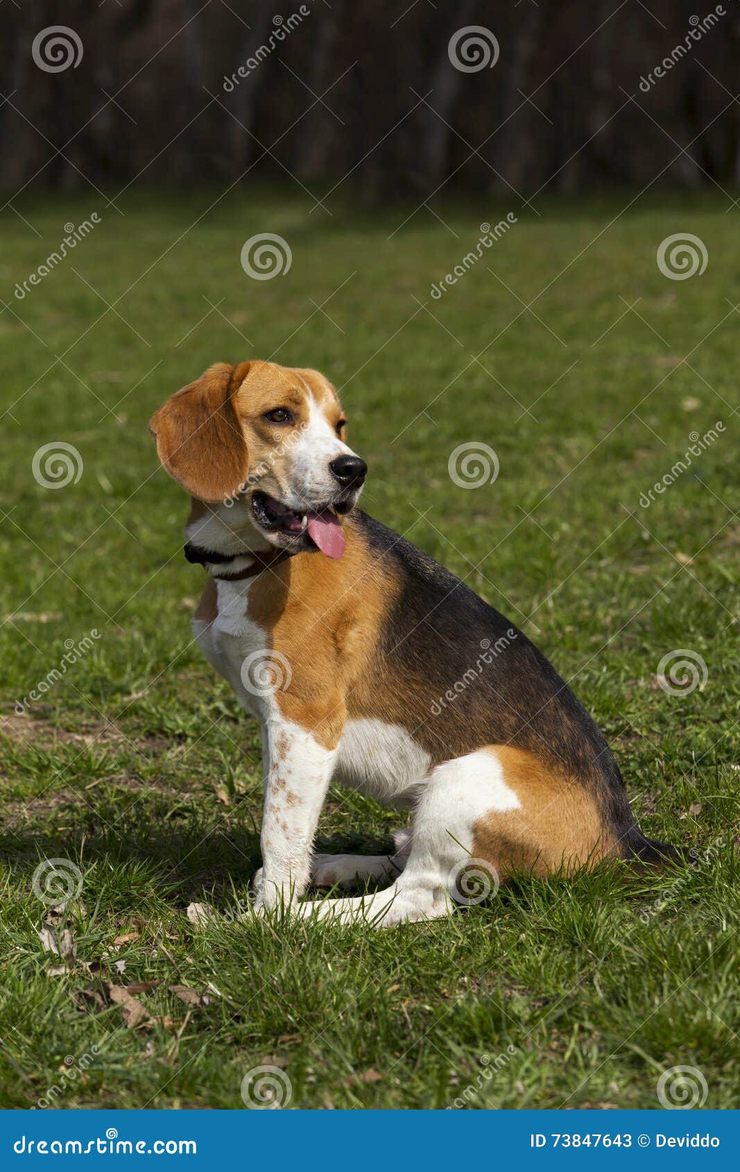 Dog breed beagle stock image. Image of sitting, animal - 73847643