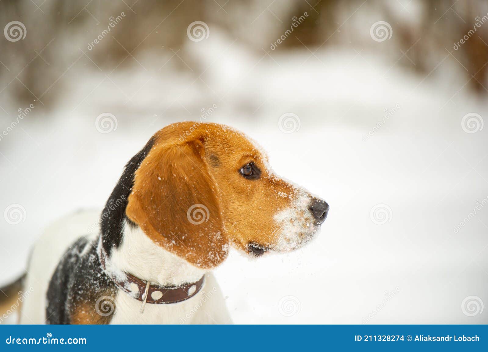 Dog Breed Beagle in Winter Play in the Snow Outdoors Stock Photo ...