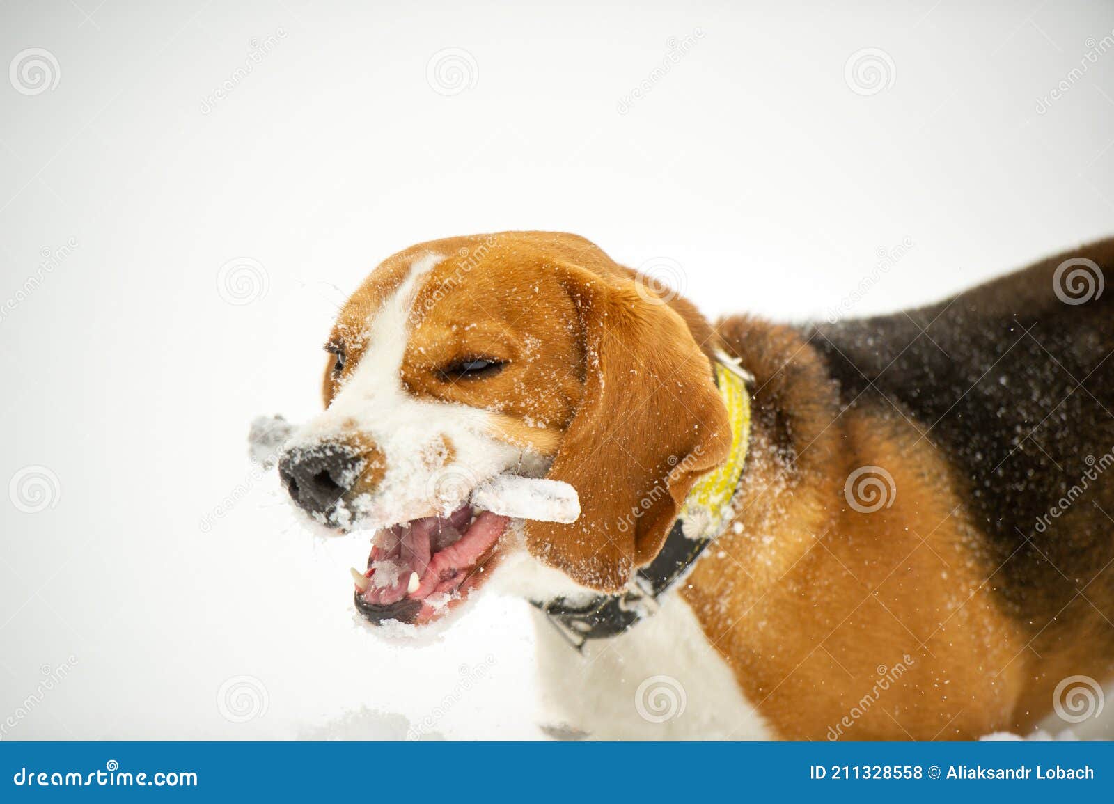 Dog Breed Beagle in Winter Play in the Snow Outdoors Stock Photo ...