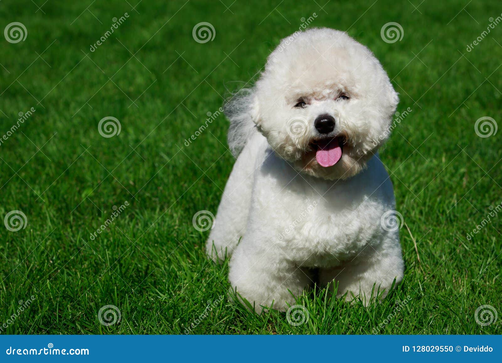 The dog breed Bichon Frise stock photo. Image of looking - 128029550