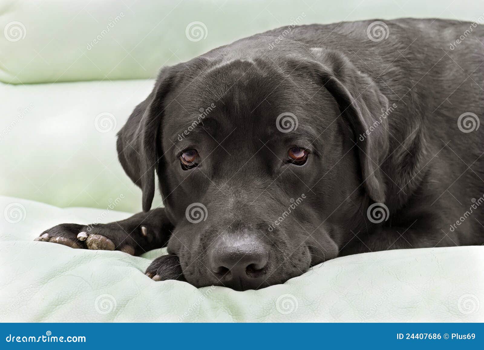 Dog Breed Black Labrador Close Up Stock Photo - Image of closeup ...