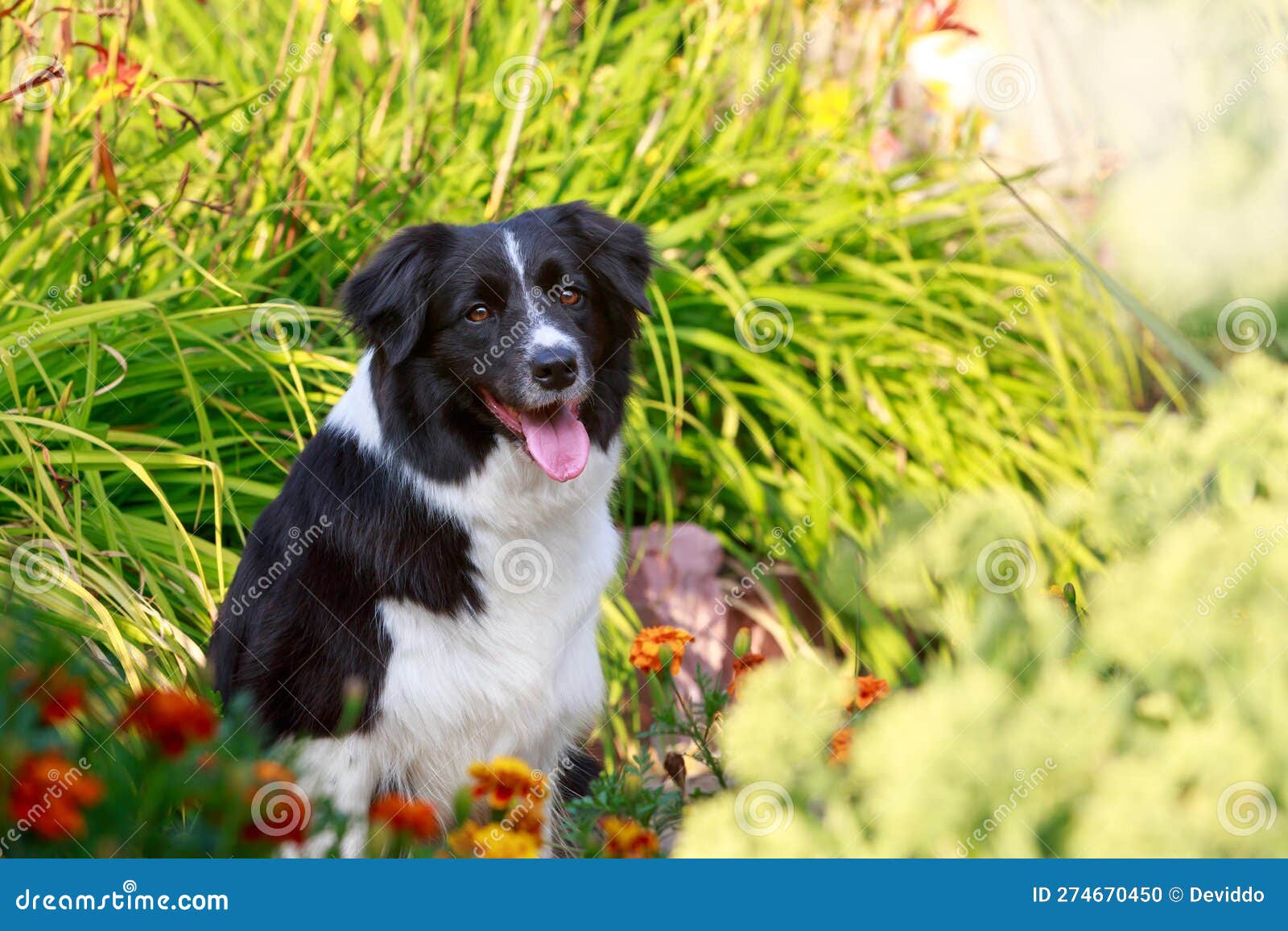 Dog breed Border Collie stock photo. Image of cute, canine - 274670450